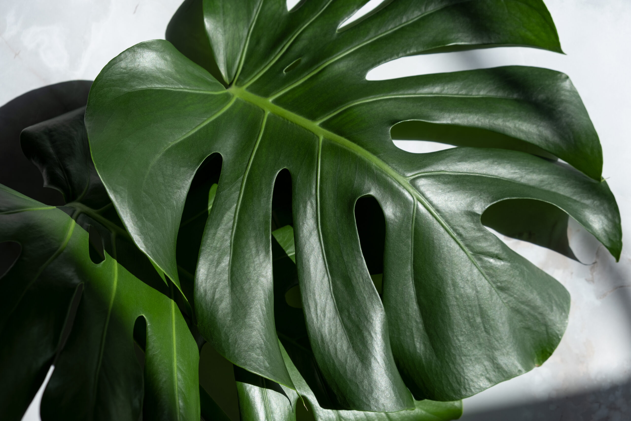 Monstera Deliciosa im Frühjahr - Mavo Terra